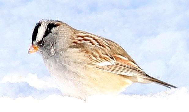 Rustic Bunting Photograph by Eric Martin - Fine Art America