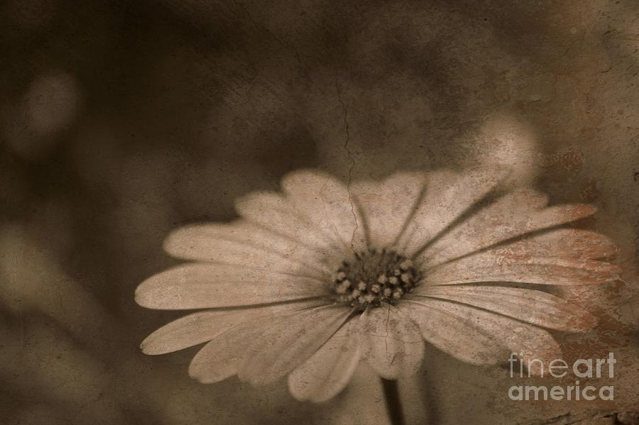 Art & Collectibles Digital Prints Prints Rustic Daisy etna.com.pe