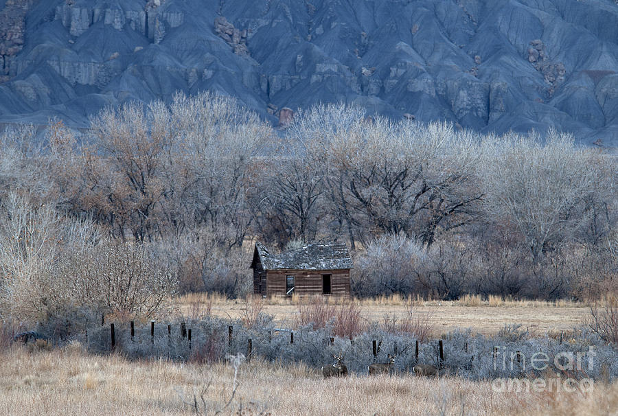 Rustic Muley's Photograph by Earl Nelson - Fine Art America