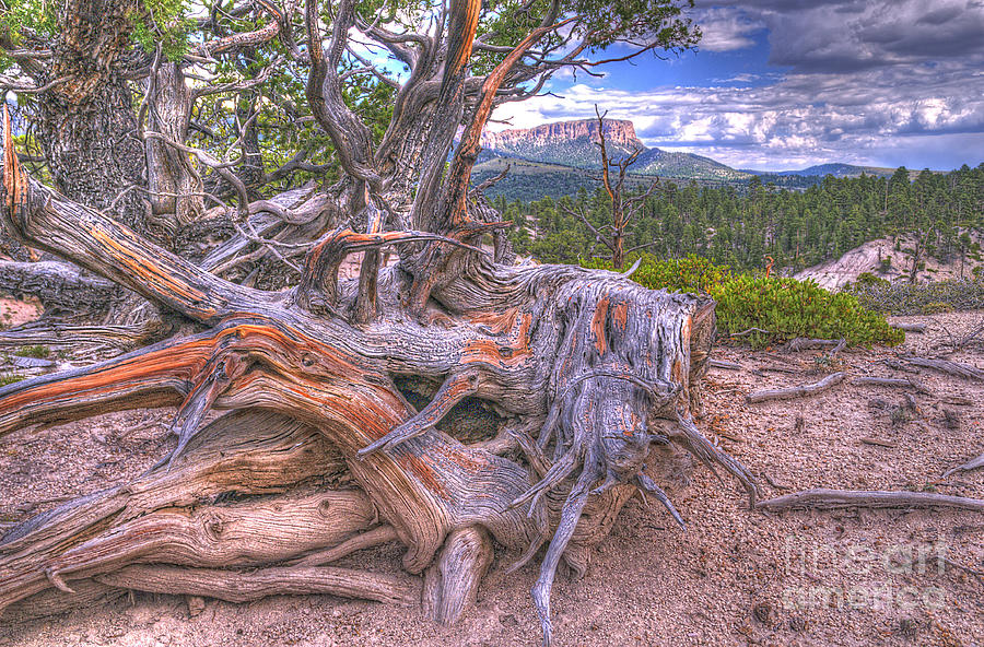 Rustic Roots Photograph by Earl Nelson - Fine Art America