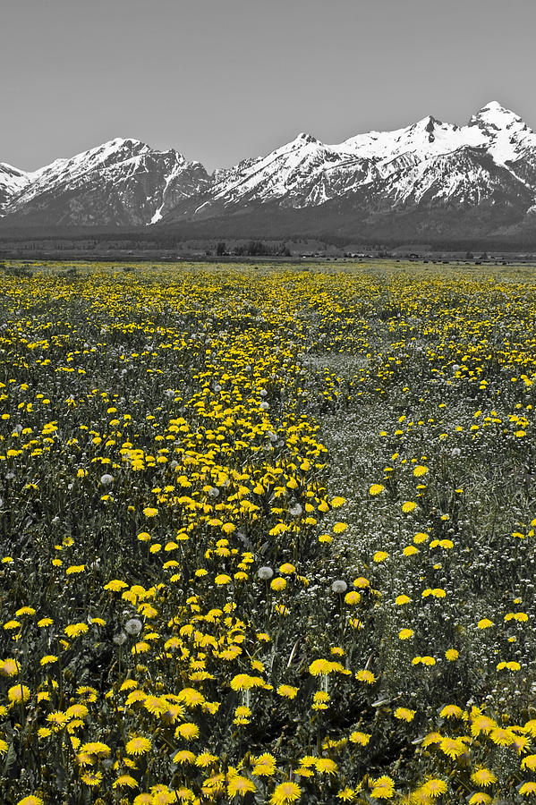 Rustic Spring Photograph by Pamela Corwin - Fine Art America