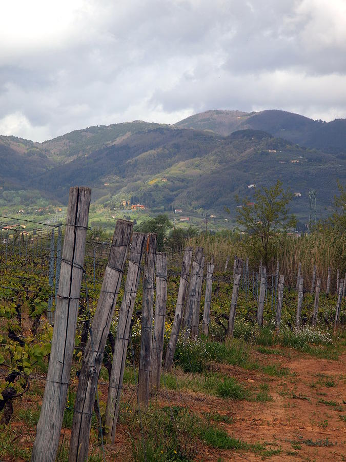 Rustic Vineyard Photograph by Brian Head - Fine Art America
