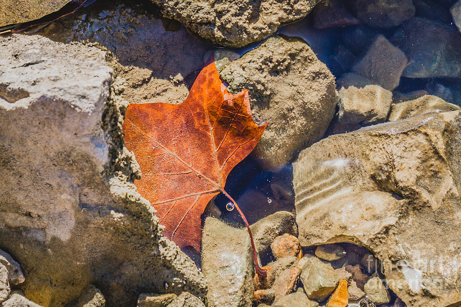 Rusty Leaf Photograph by Ashley M Conger - Pixels