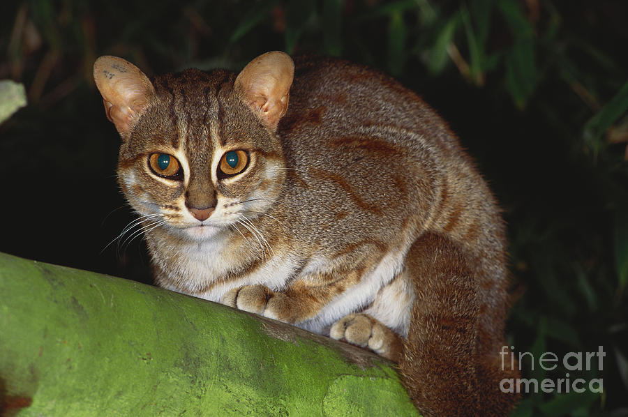 Rusty Spotted Cat Photograph by Art Wolfe - Fine Art America