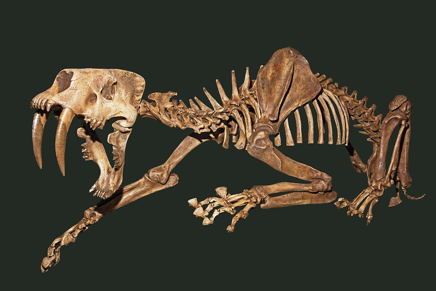 Sabertooth Cat Photograph by Millard H. Sharp