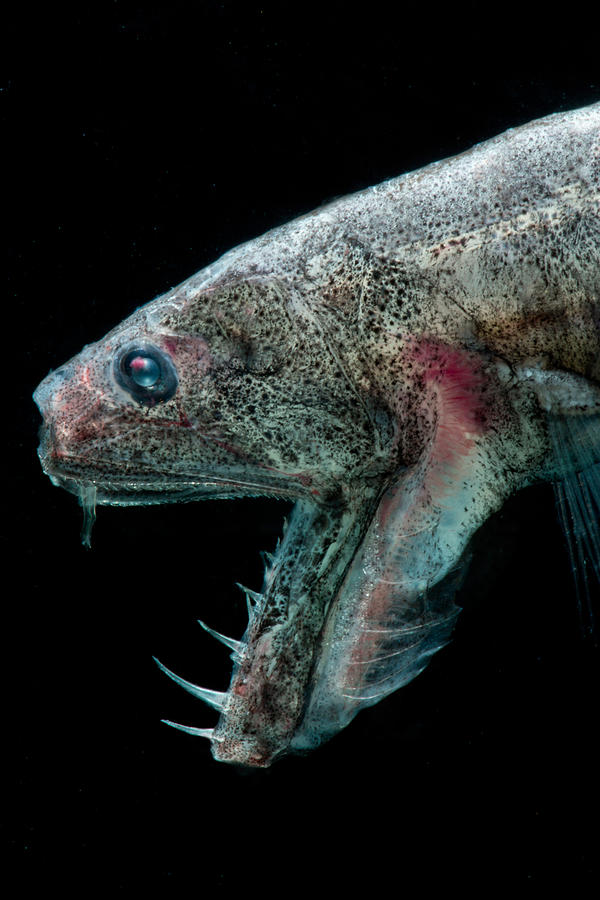 Sabertooth Odontostomops Normalops Photograph by Danté Fenolio - Fine ...