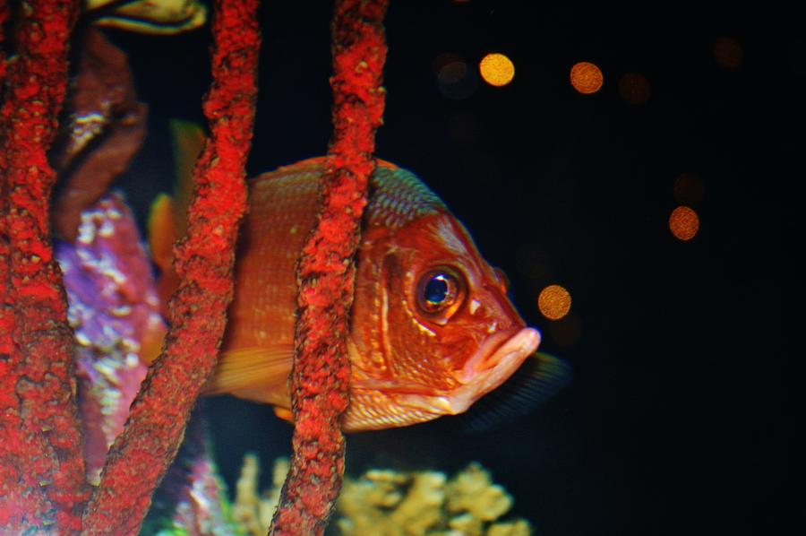 Sad Fish Photograph by Christopher Hoffman - Pixels