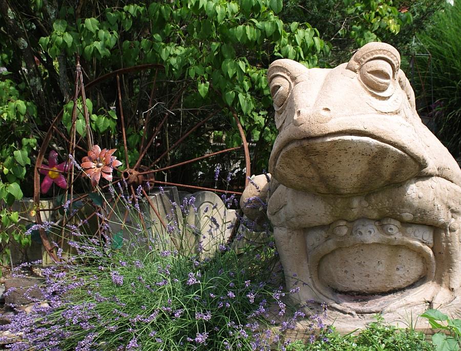 Sad Frog Photograph by Peter Feo - Fine Art America