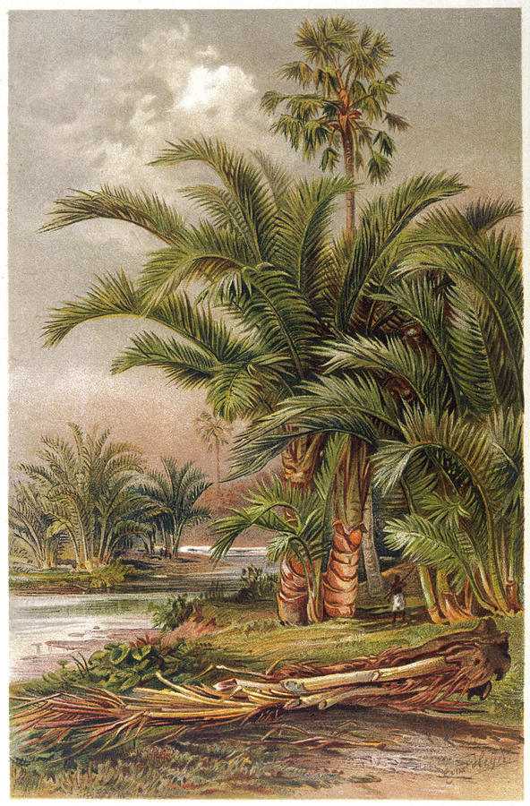 Sago Palm, Southern Asia (metroxylon Drawing by Mary Evans Picture ...