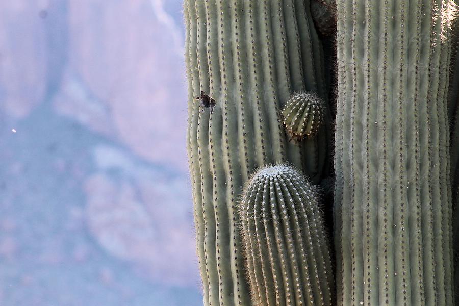 SAGUARO CACTUS close up Photograph by Gayle Berry - Fine Art America