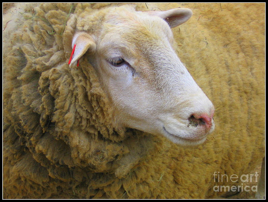 Sallie Sheep - A Portrait Photograph by Dora Sofia Caputo - Fine Art ...
