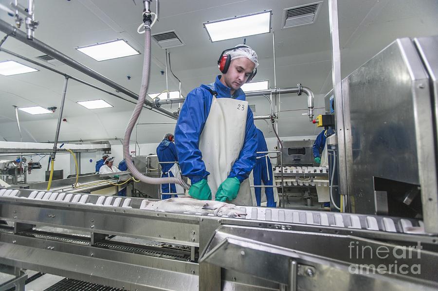 Salmon Processing Plant Photograph by Gustoimages - Pixels