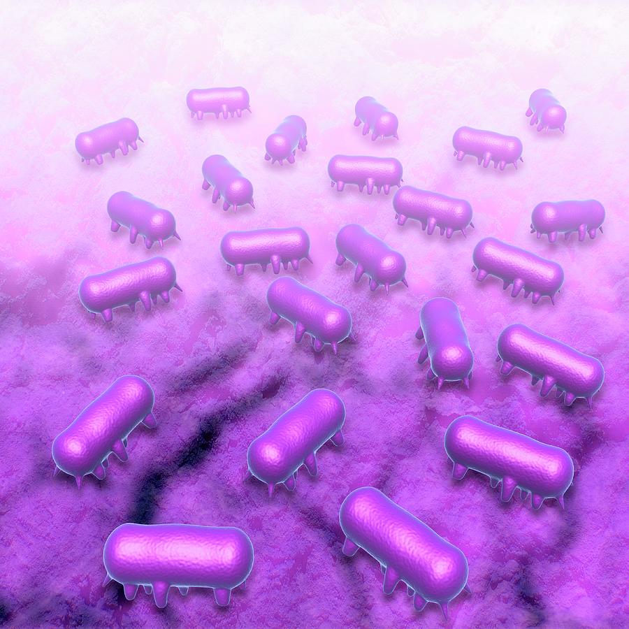 Salmonella Typhimurium Bacteria Photograph by Pixologicstudio/science ...