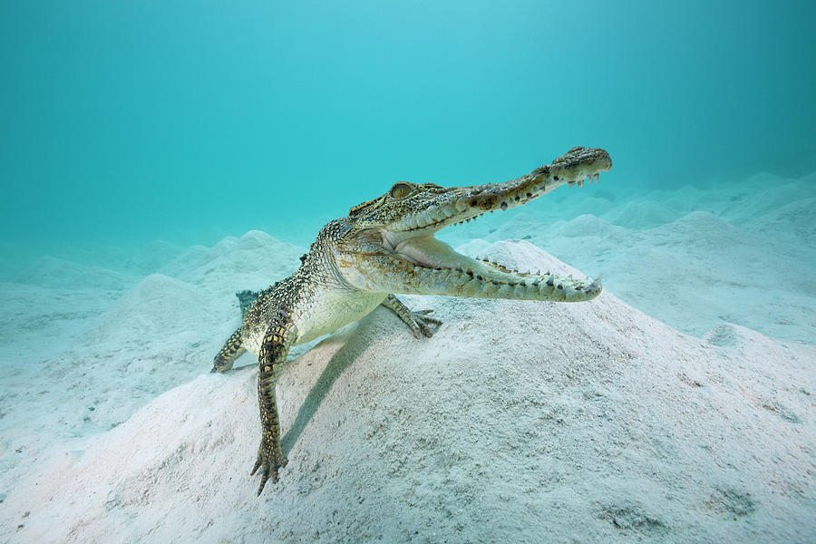 Saltwater Crocodile Crocodylus Porosus Photograph by Reinhard Dirscherl ...