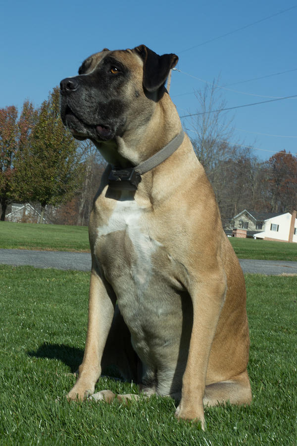 Samson Photograph by Chet Dabrowski - Fine Art America