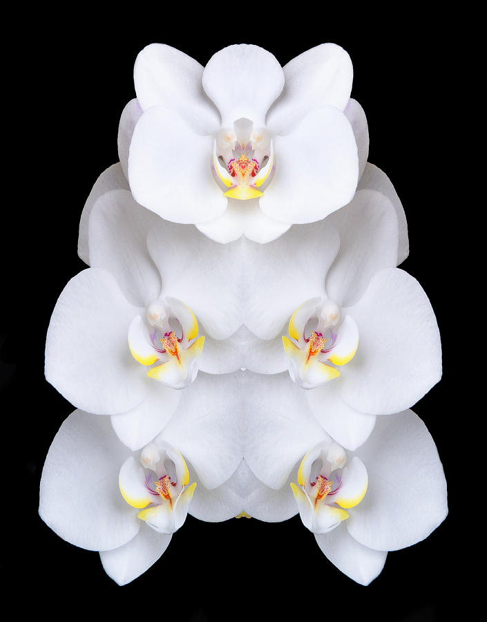 Samurai orchids Photograph by Robert Jensen - Fine Art America