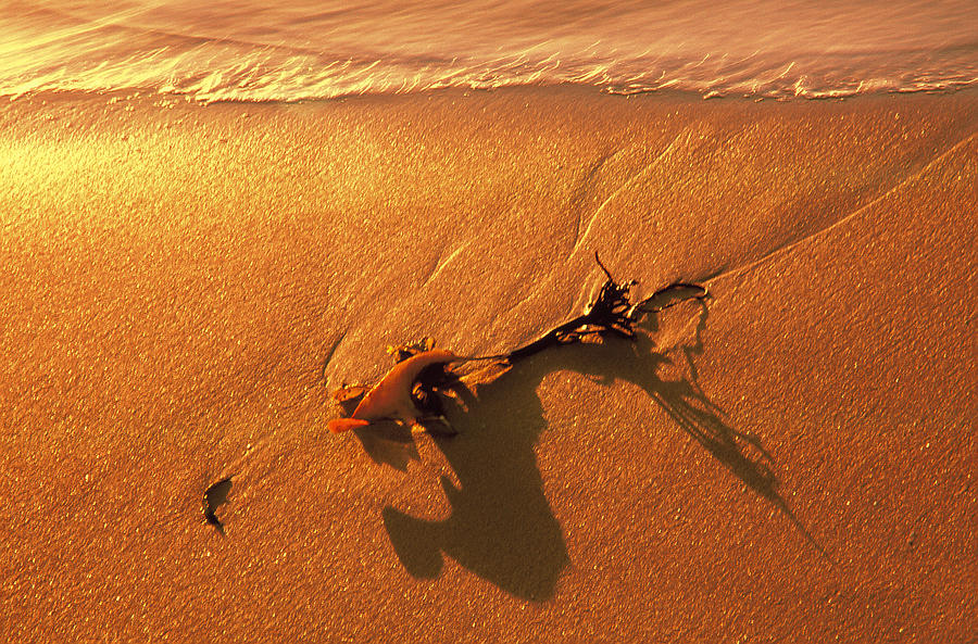 Sand Creature Photograph by David Johnson - Pixels