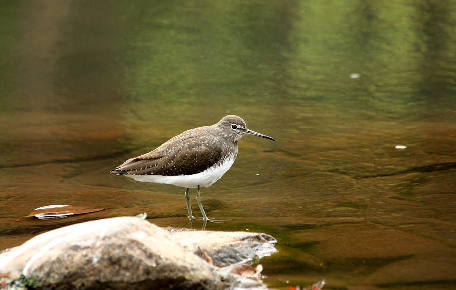 Sand Piper Photograph by Murali Aithal - Fine Art America