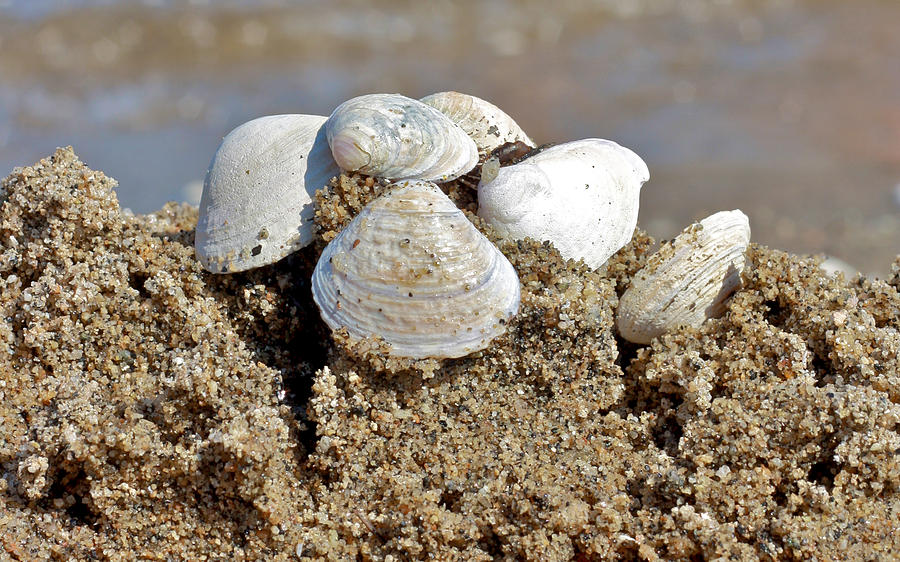 Sand Shell Photograph by E Alvarado - Pixels