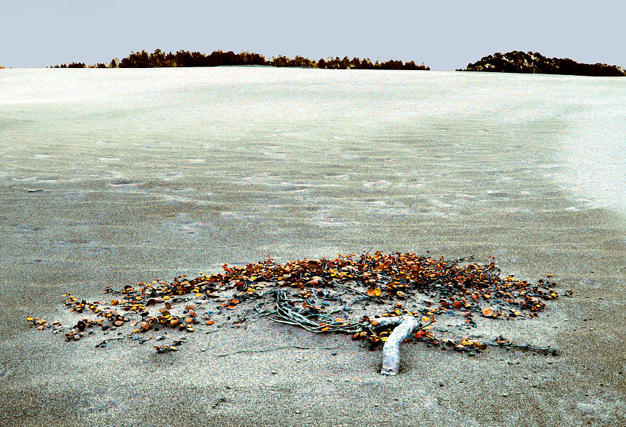 Sand Tree Photograph by David Walker - Pixels