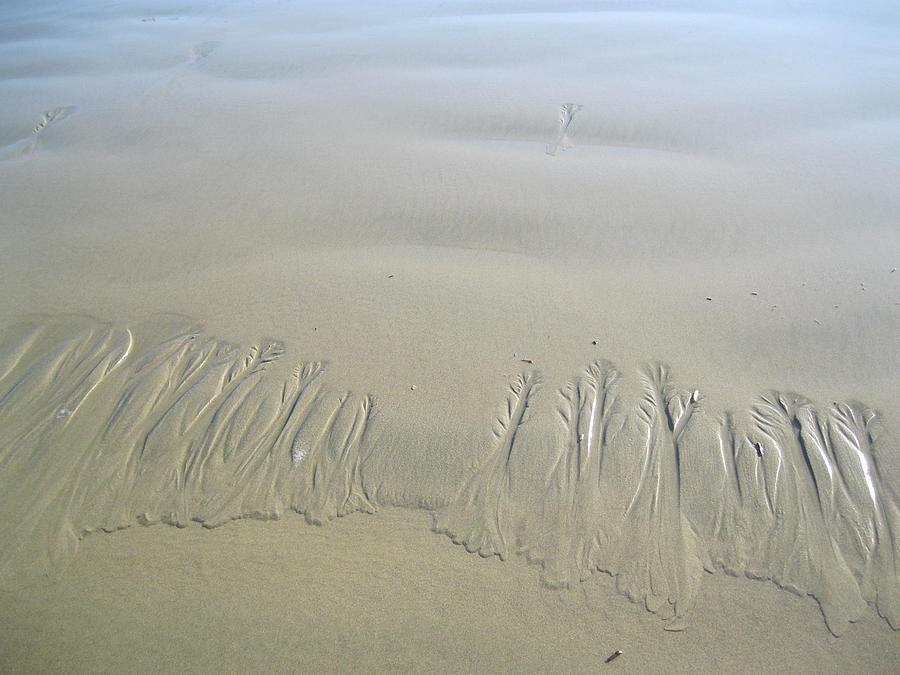 Sand Trees Photograph by Amanda Roberts - Fine Art America