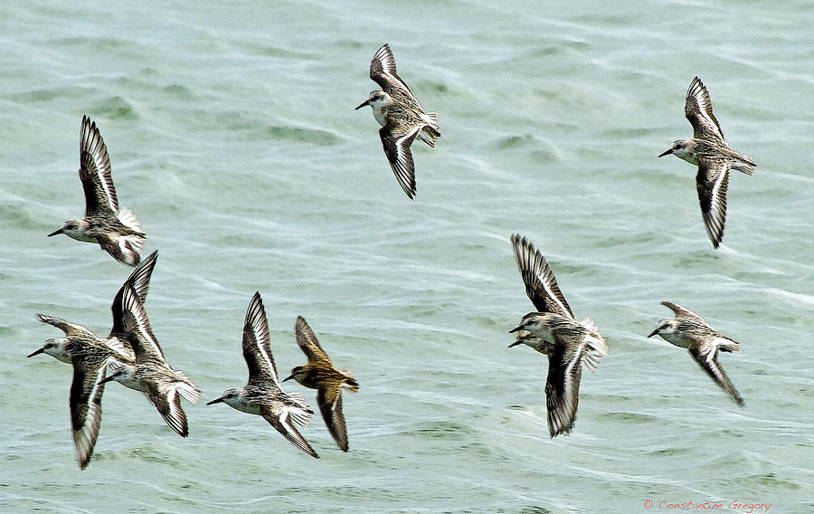 Sanderling Formation Photograph by Constantine Gregory - Fine Art America
