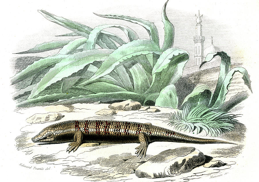 Sandfish by Science Photo Library