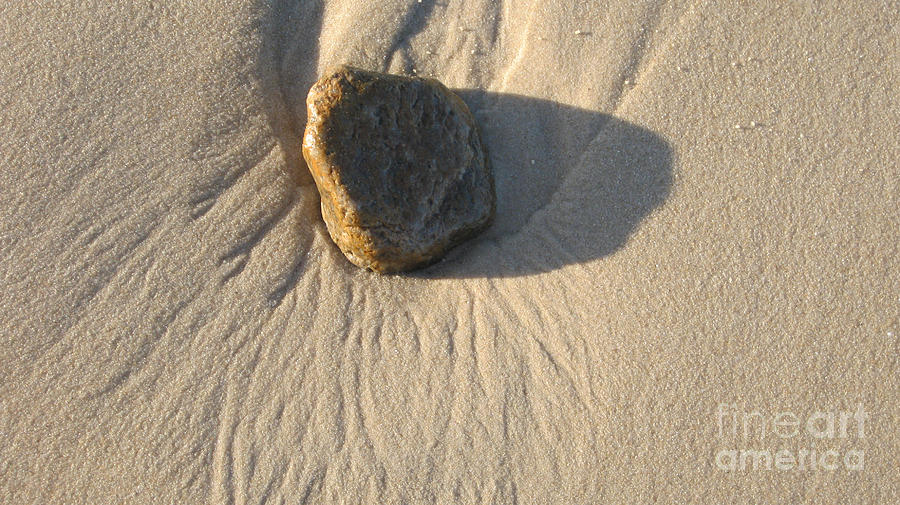 Sandy roots Photograph by Heidi Sieber - Pixels