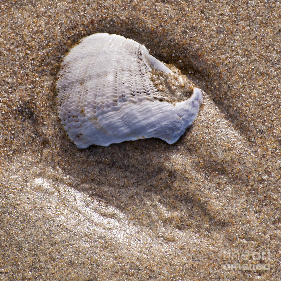Sandy Shell Photograph by Mandy Judson - Fine Art America