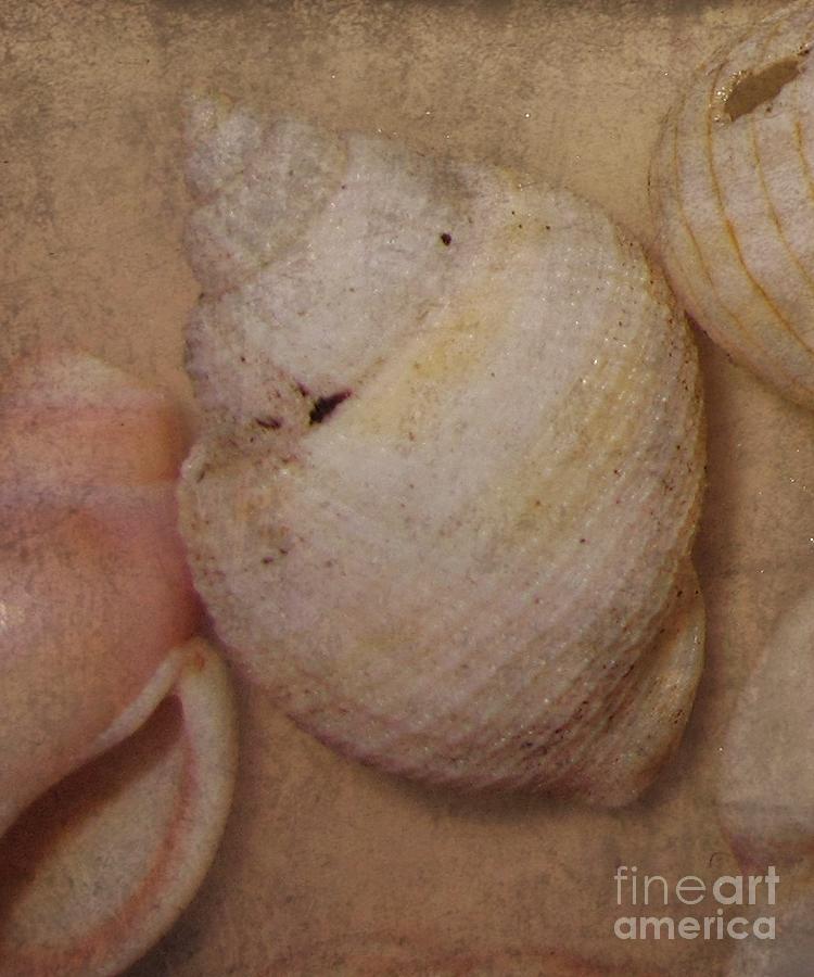 Sandy Shells Photograph by Miss McLean - Fine Art America