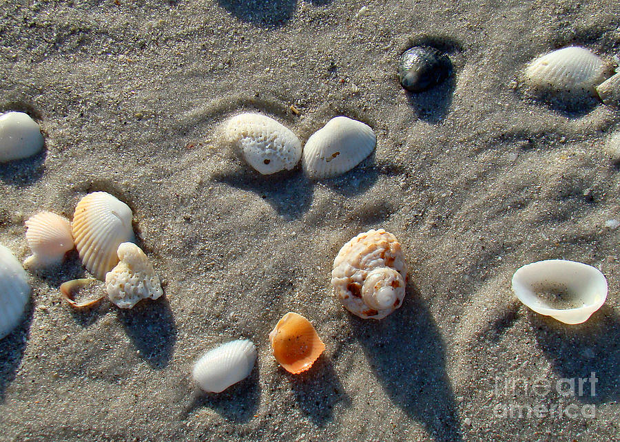 Sanibel Island Shells 7 Photograph by Nancy L Marshall - Fine Art America