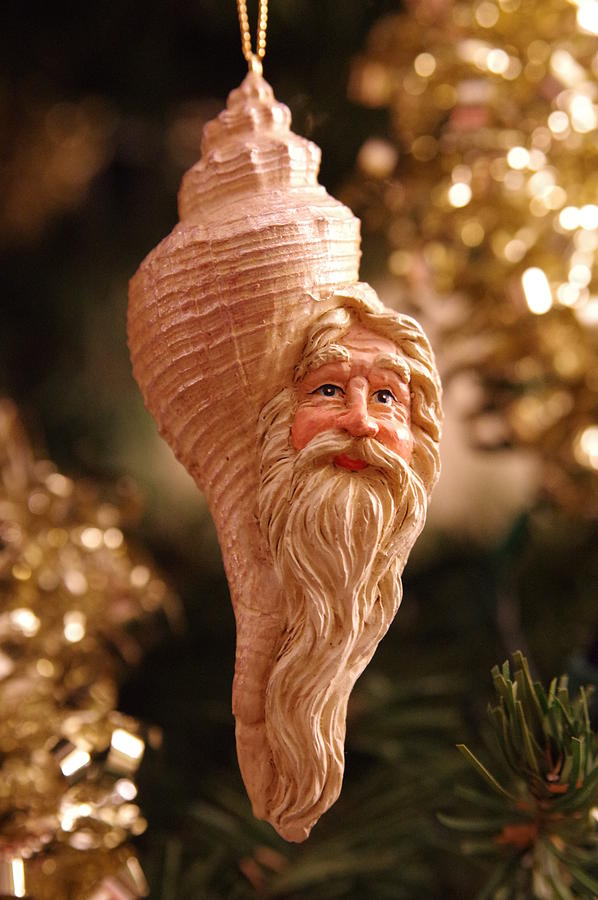 Santa Shell Photograph by Greg Graham - Fine Art America