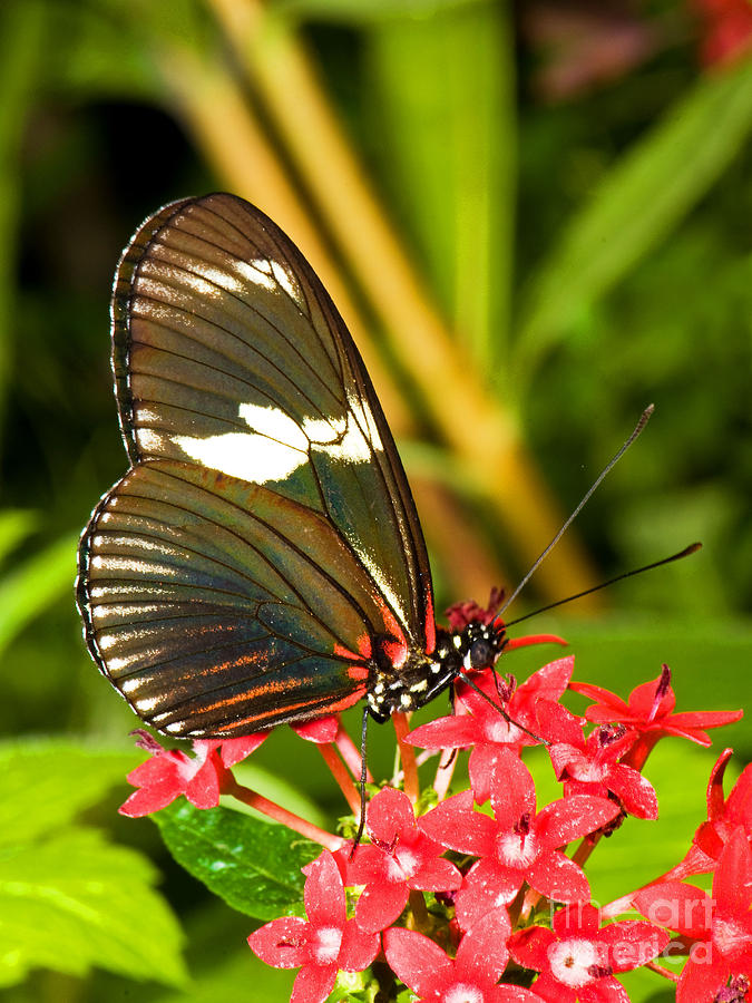 Sapho Longwing Butterfly Photograph by Millard H. Sharp - Fine Art America