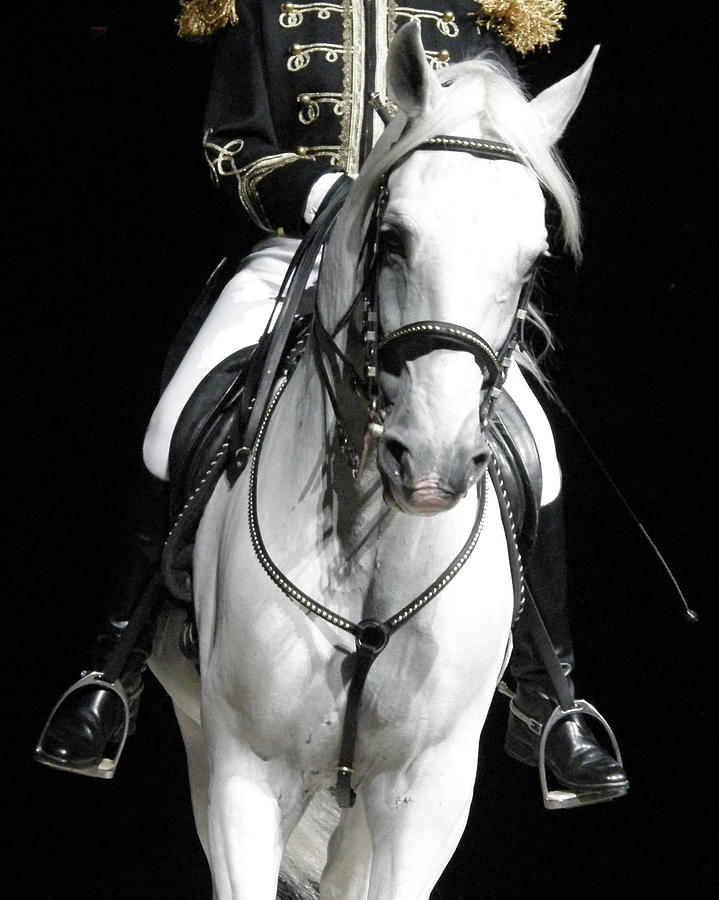 Sauntering Stallion Photograph by Kimberly Mohlenhoff - Fine Art America