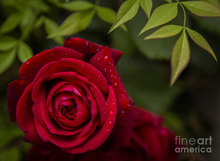 Scarlet Rose Photograph by Sukhdev Saini - Fine Art America