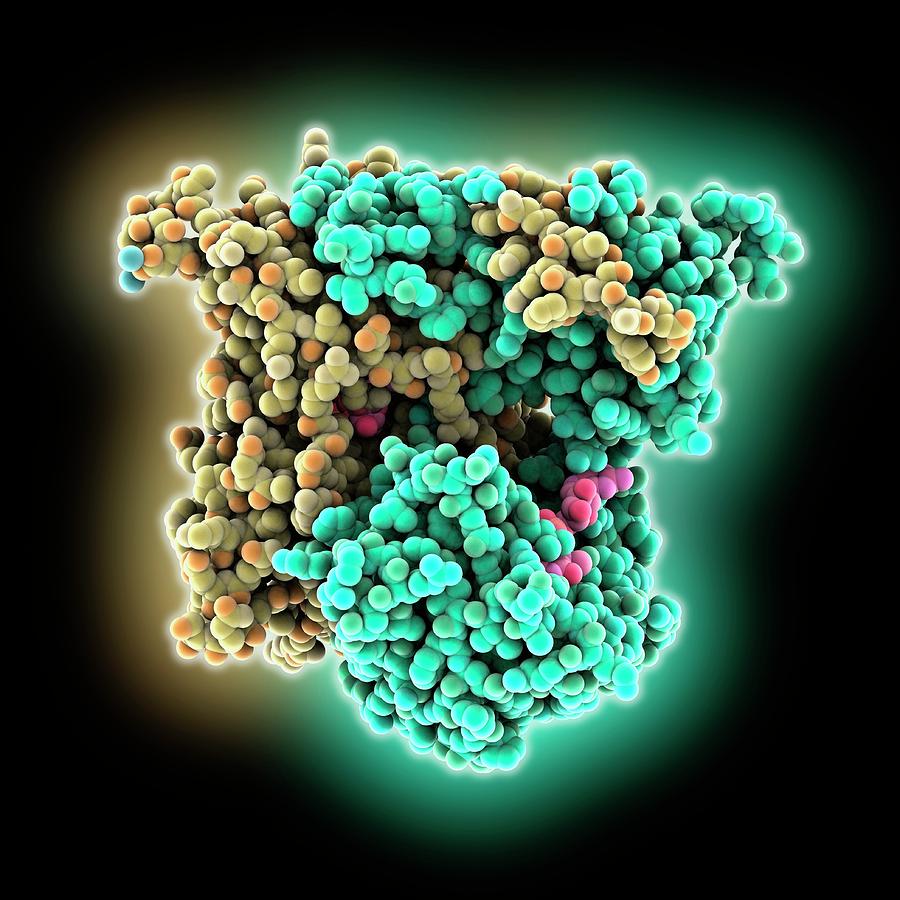 Scavenger Mrna-decapping Enzyme by Science Photo Library