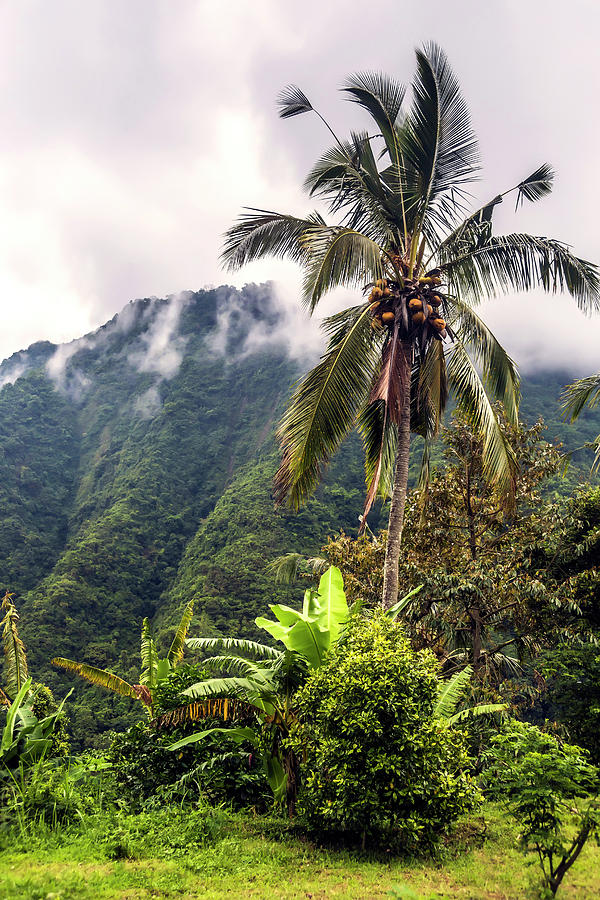 Scenery With Palm Tree And Mountain Photograph by Konstantin Trubavin - Fine Art America