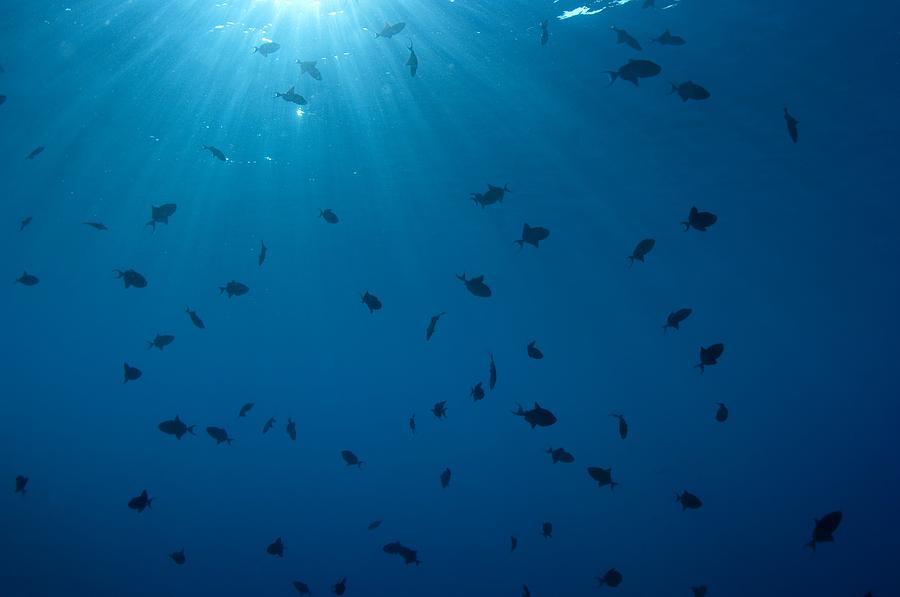 School of triggerfish in open water by Science Photo Library