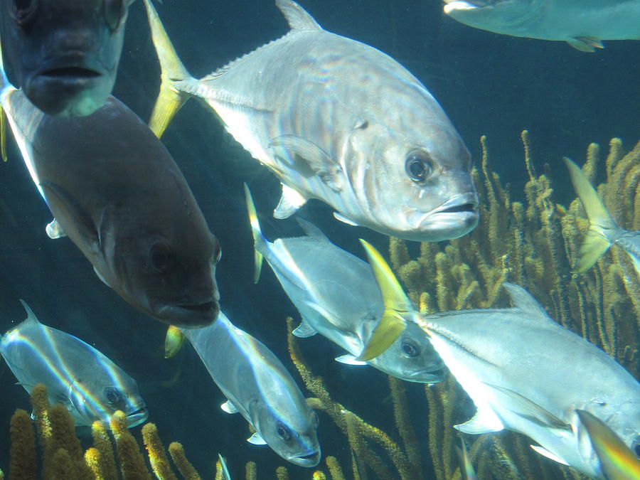 School Queue Photograph by Ann WJ White - Pixels