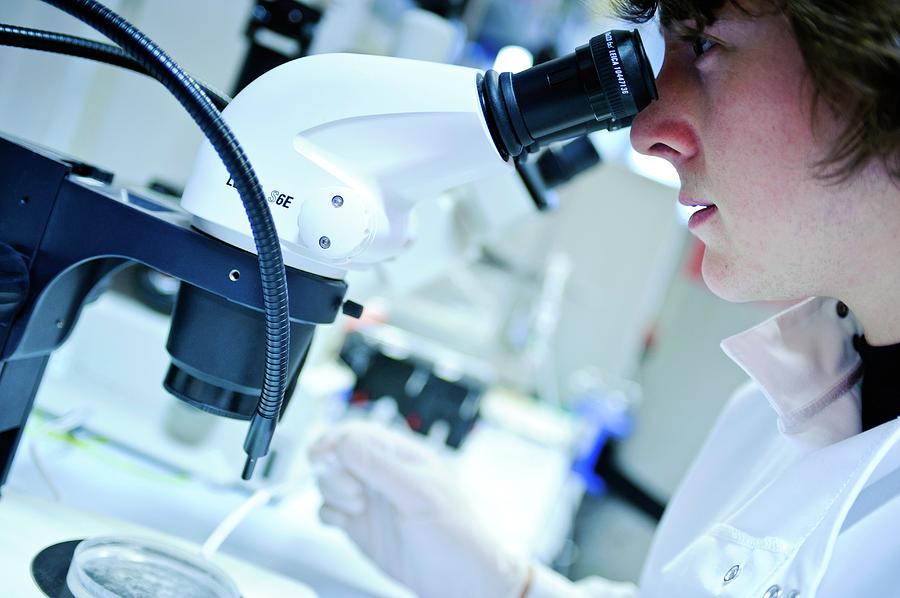 Scientist Using A Microscope Photograph by Dan Dunkley/science Photo ...
