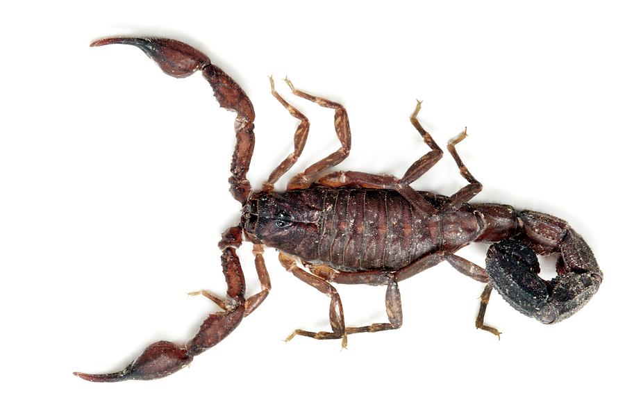 Scorpion by Science Photo Library