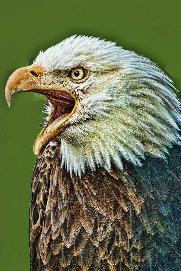 Screaming Eagle Photograph by Joe Bledsoe | Fine Art America