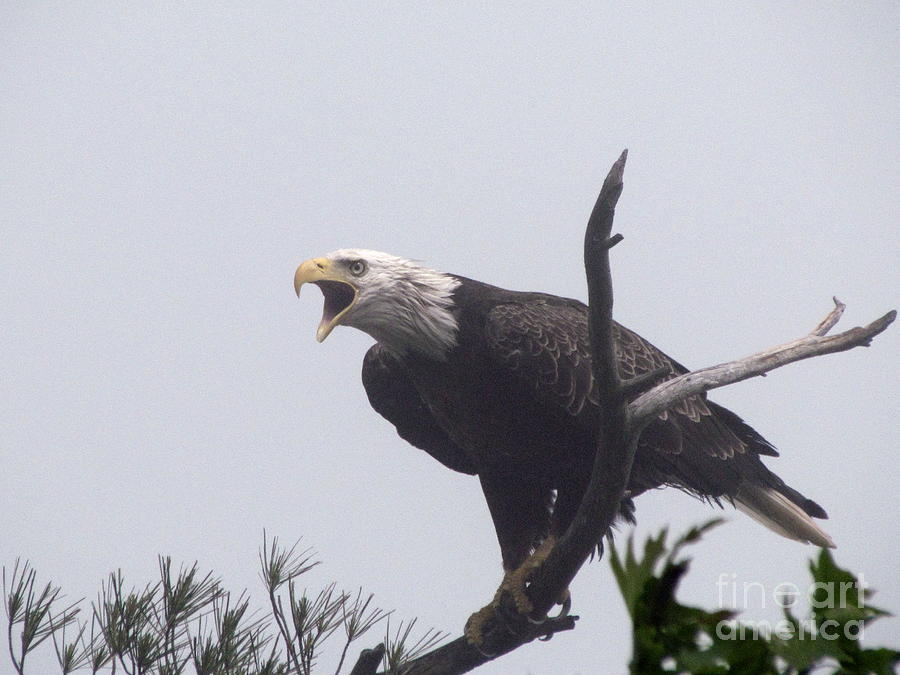 Screaming Eagle Bird