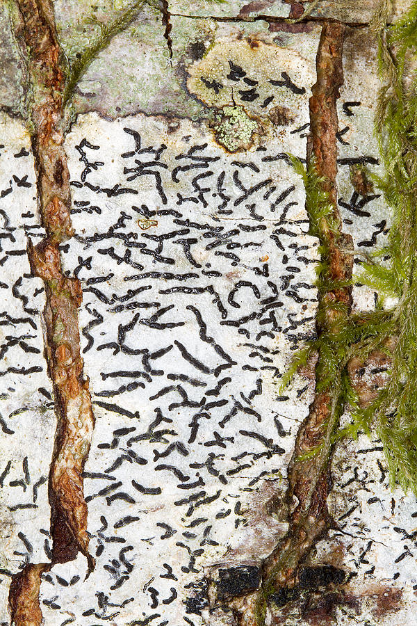 Script Lichen Photograph by Bob Kemp - Fine Art America