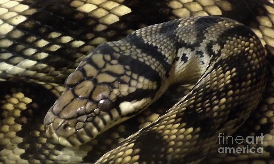 Scrub Python Abstraction Photograph by Sara Raber - Pixels