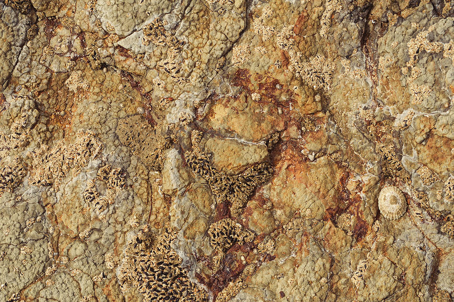 Sea bottom abstract Photograph by View Factor Images - Fine Art America