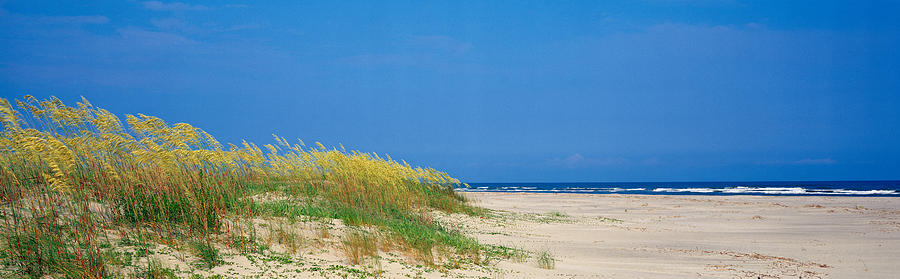 Sea Oat Grass On The Beach Charleston Photograph By Panoramic Images