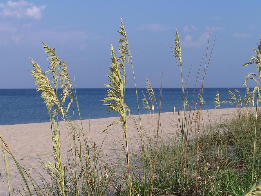 Sea Oats At The Beach Photograph By Jackson Dunes Fine Art America