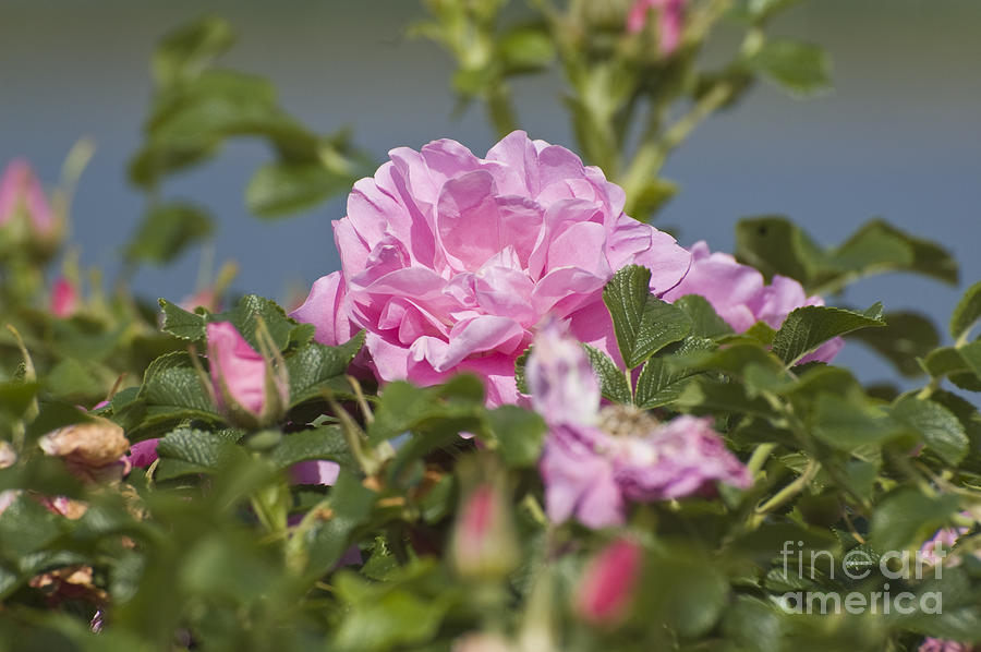 Sea Rose Photograph by Ruth H Curtis | Fine Art America