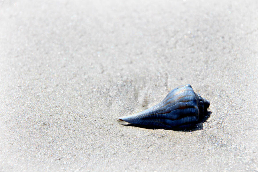 Sea Shell Blue Photograph by Amy Steeples - Fine Art America